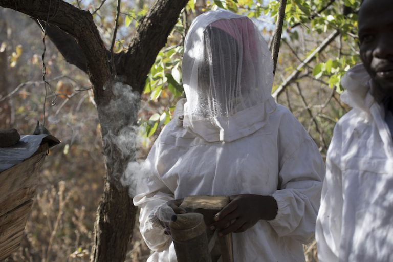 Beekeeping – Carbon Green